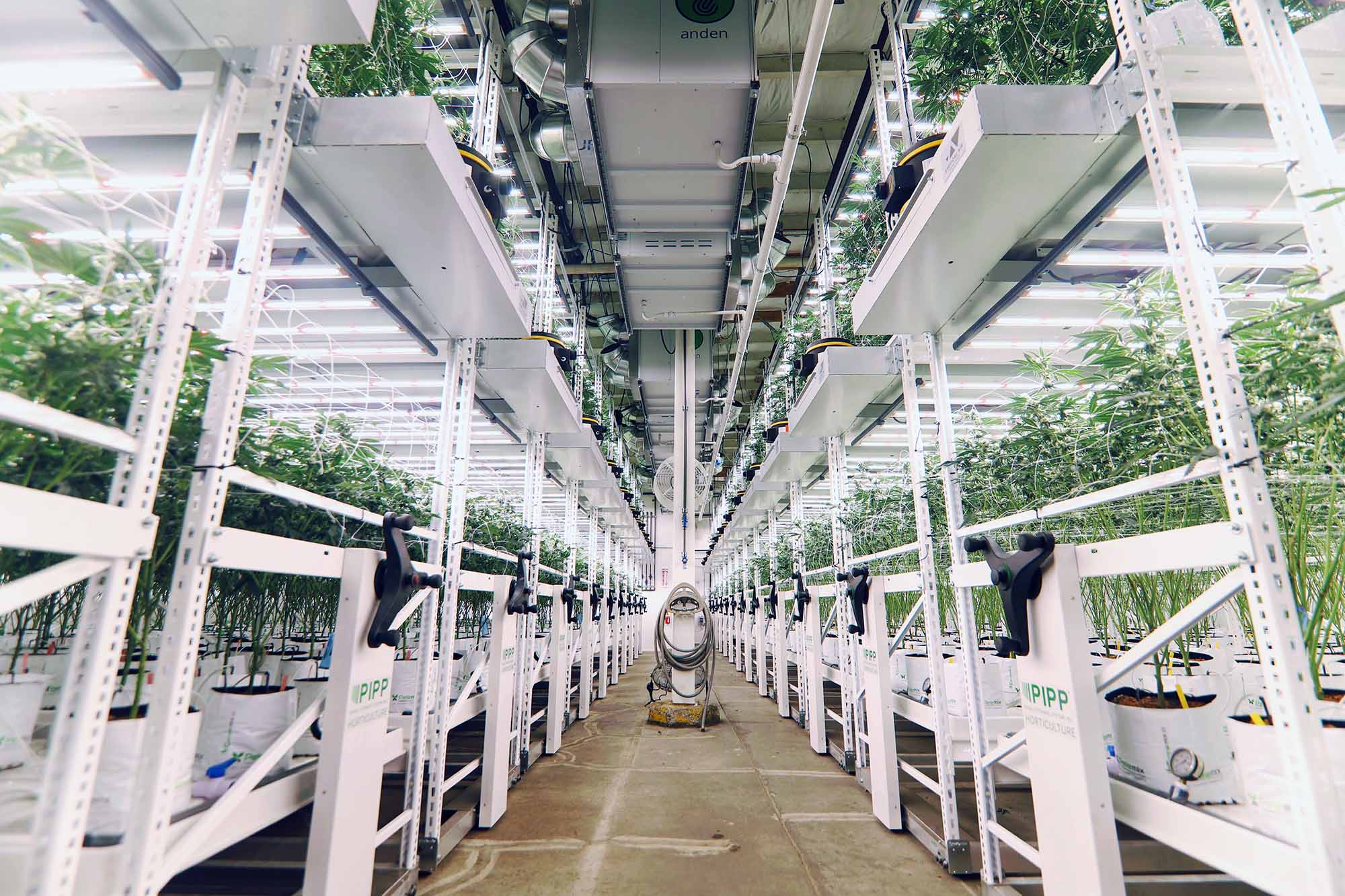 Contact - Get Started With Vertical Farming - Pipp Horticulture