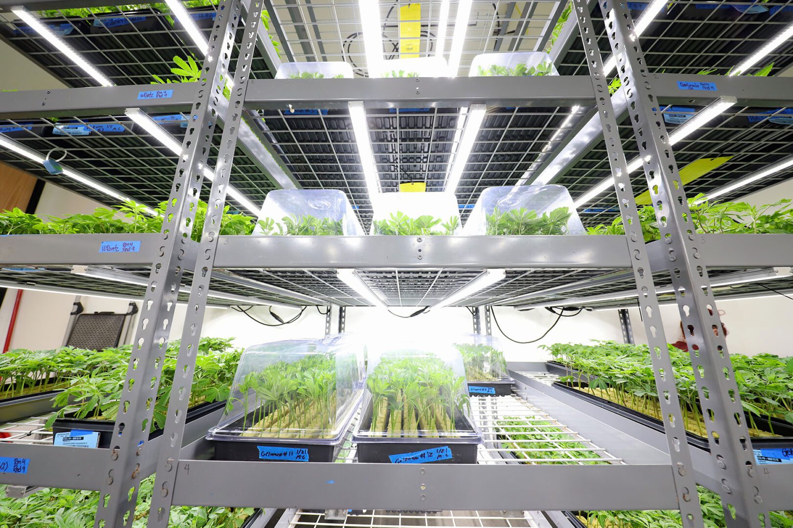 Cannabis Post-Harvest Equipment: Drying & Storage Solutions | Pipp ...