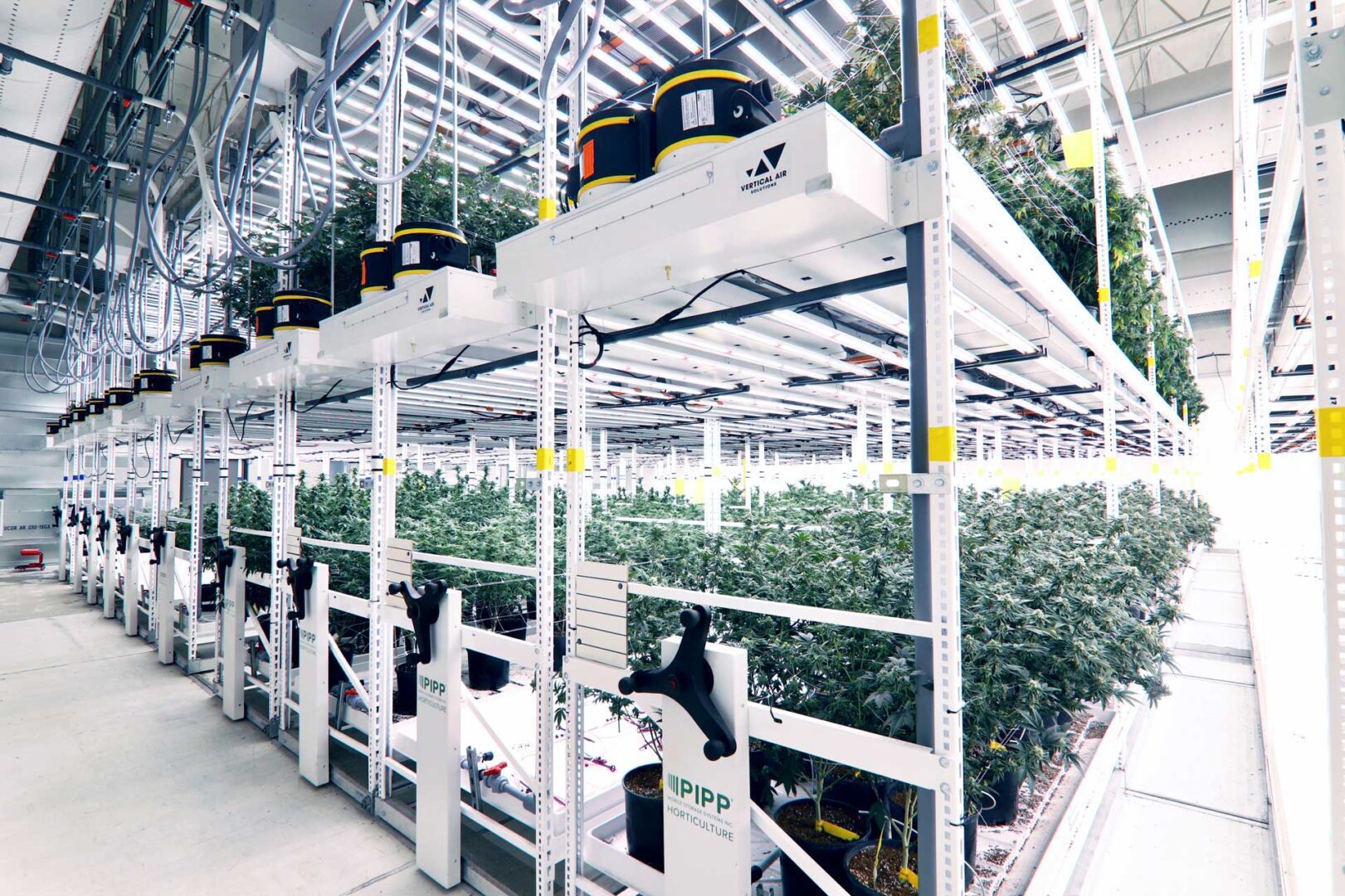 5 Things US Cannabis Operators Need to Know About GACP & GMP