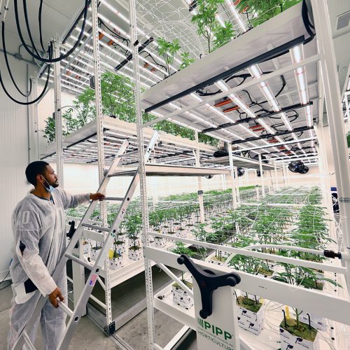 ELEVATE™ Platform System | Portable Access | Pipp Horticulture