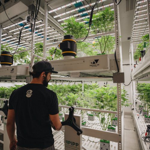 Cannabis Grow Racks & Vertical Grow Systems (Top Rated)